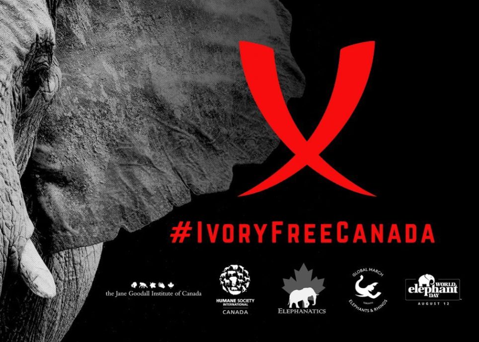 Canada’s Appalling Record on Protecting African elephants – The Ivory ...