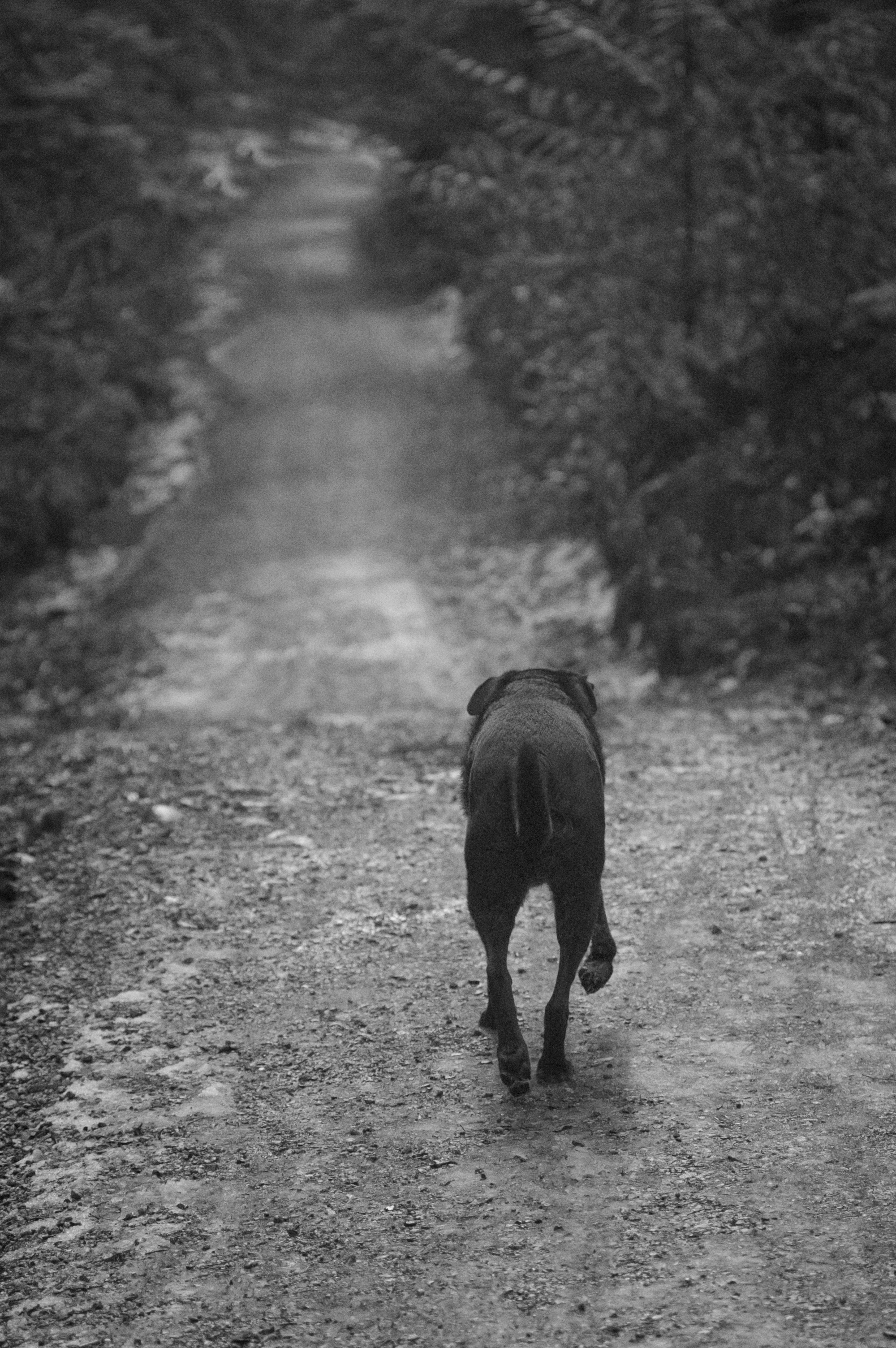 Bringing Reub back to the swimming hole | Condofire